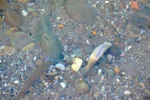 La reproduction des truites et des saumons.