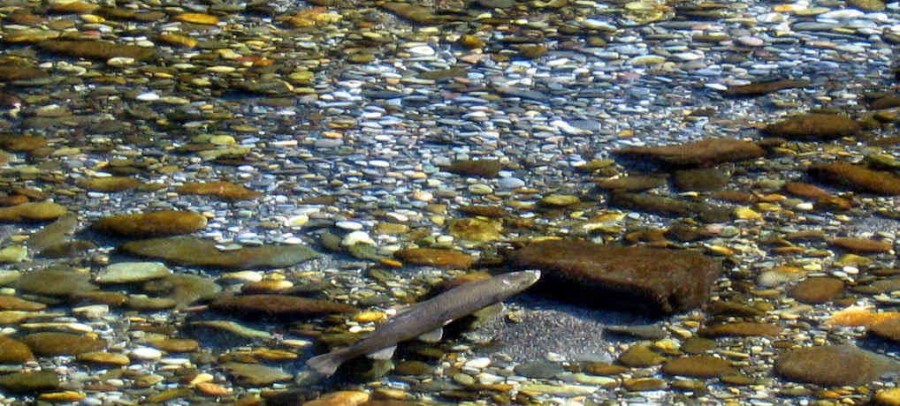 La reproduction des truites et des saumons.