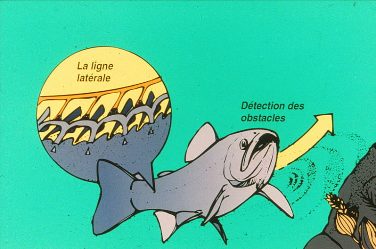 Les sens des poissons et leur adaptation dans le milieu aquatique